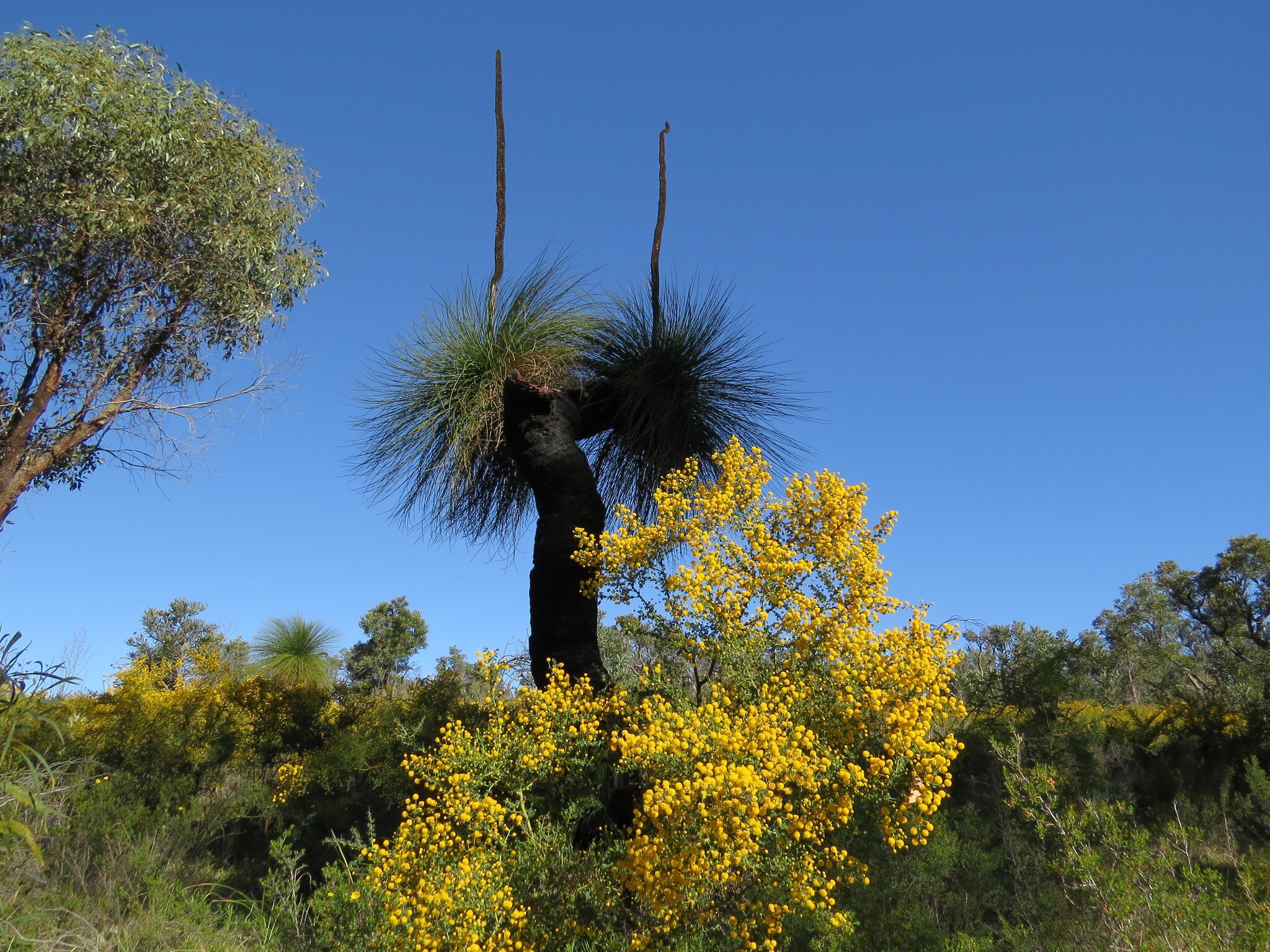 War on invasive Sydney golden wattle rages in WA as its native ...