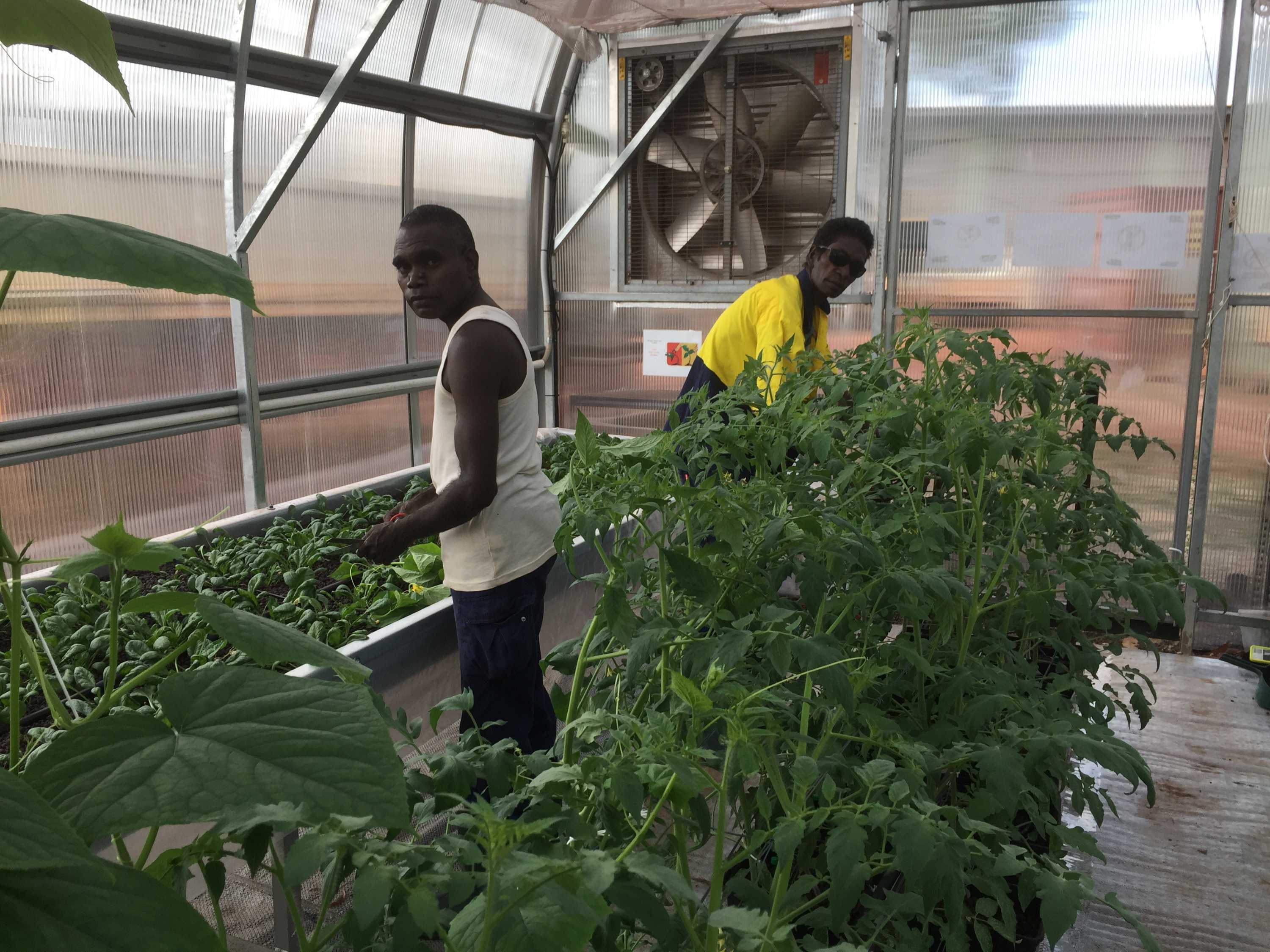 Greenhouse in remote Arnhem Land community aims to supply fresh produce ...