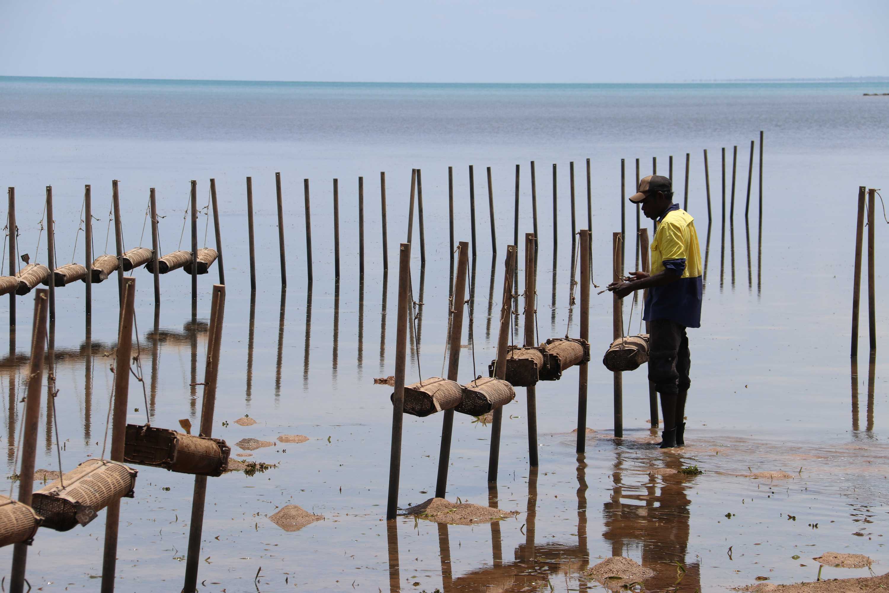 Indigenous enterprise: South Goulburn Island oyster farm prepares for ...