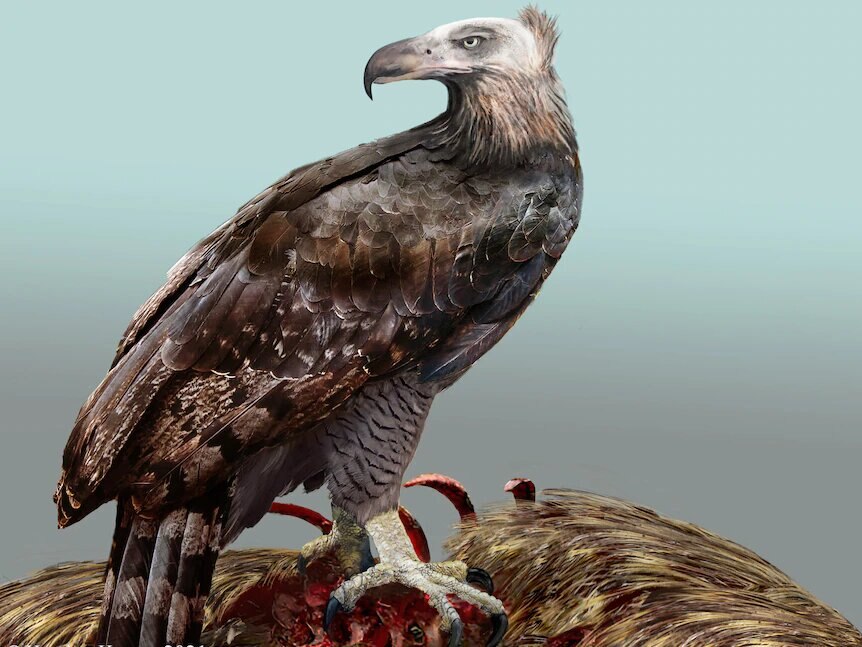 New Zealand's ancient "child killer" eagle ate like a vulture and ruled ...