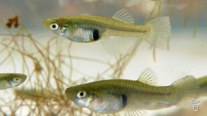 School of Fish - Gardening Australia