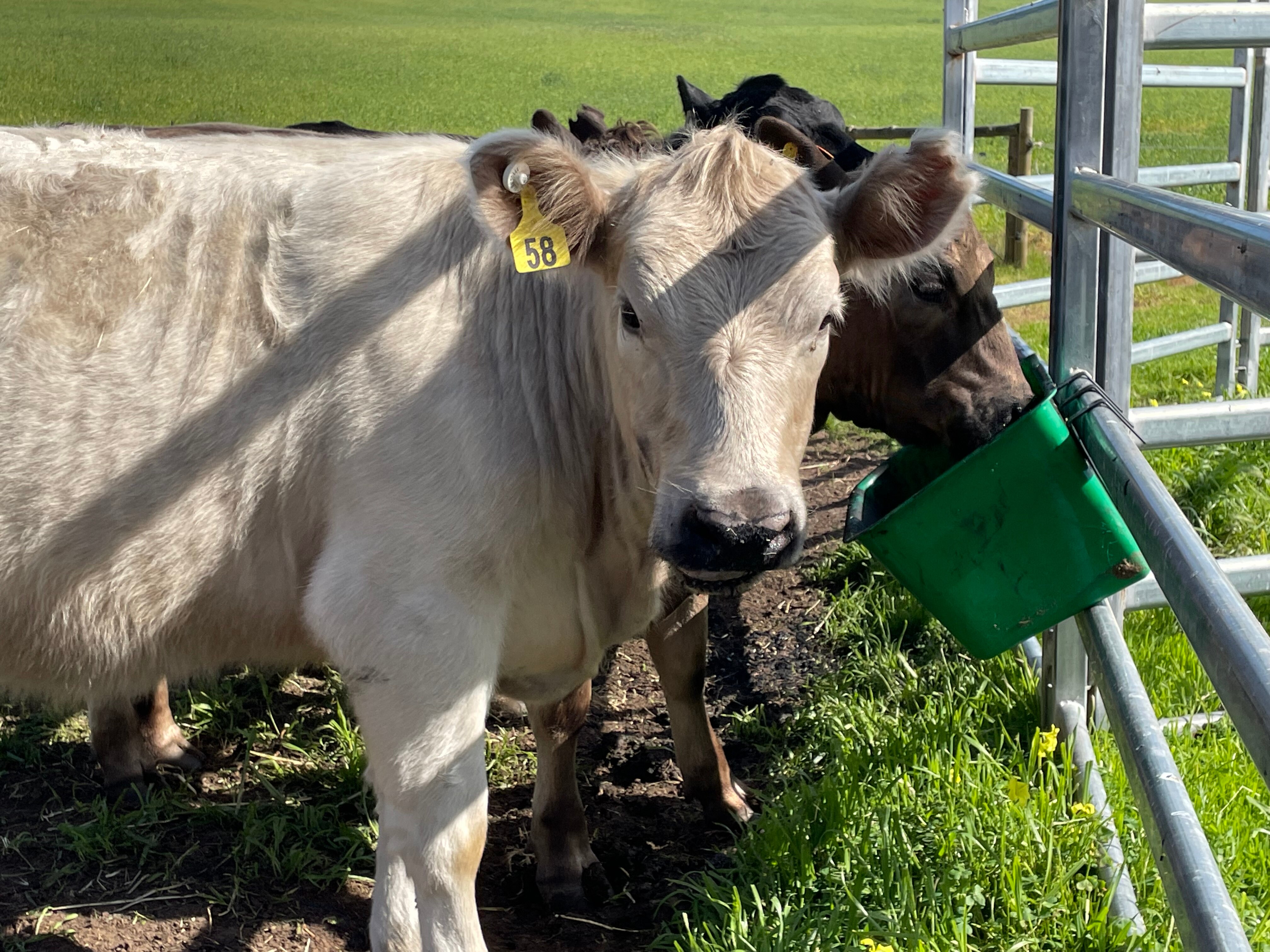 Biochar industry fuelled by agricultural waste expected to grow - ABC News