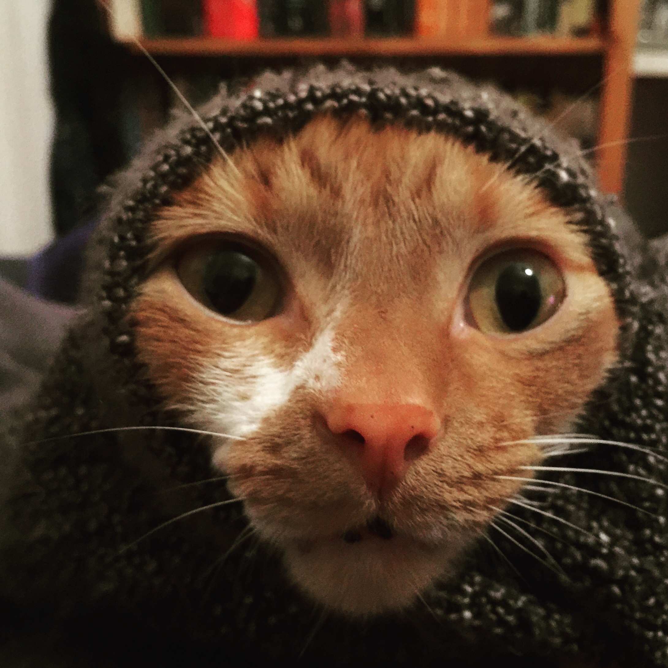 News: Sesame Street moves to Pay TV; Cats make it to mainstream ...