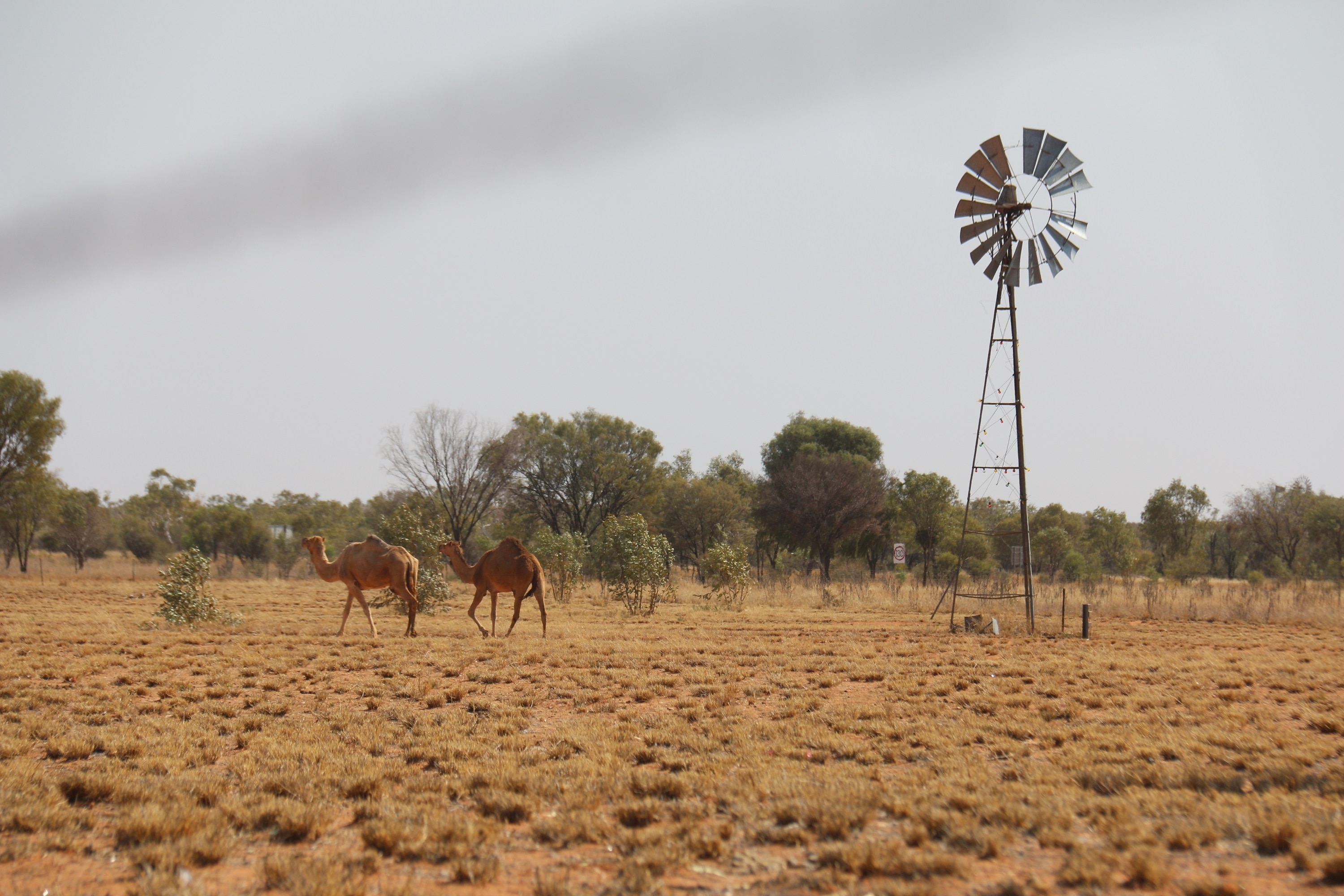 Outback roadhouses a respite for weary travellers — and home to ...