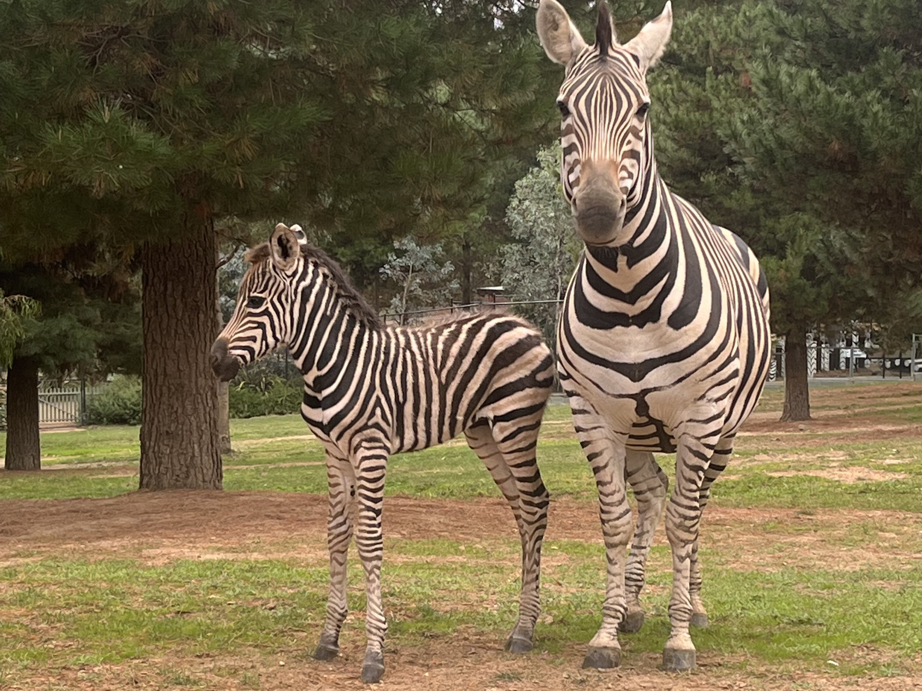 Baby zebra joins the National Zoo and Aquarium - ABC listen