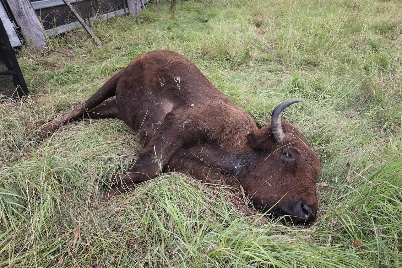 Animal welfare complaints made to RSPCA about condition of bison on NSW ...