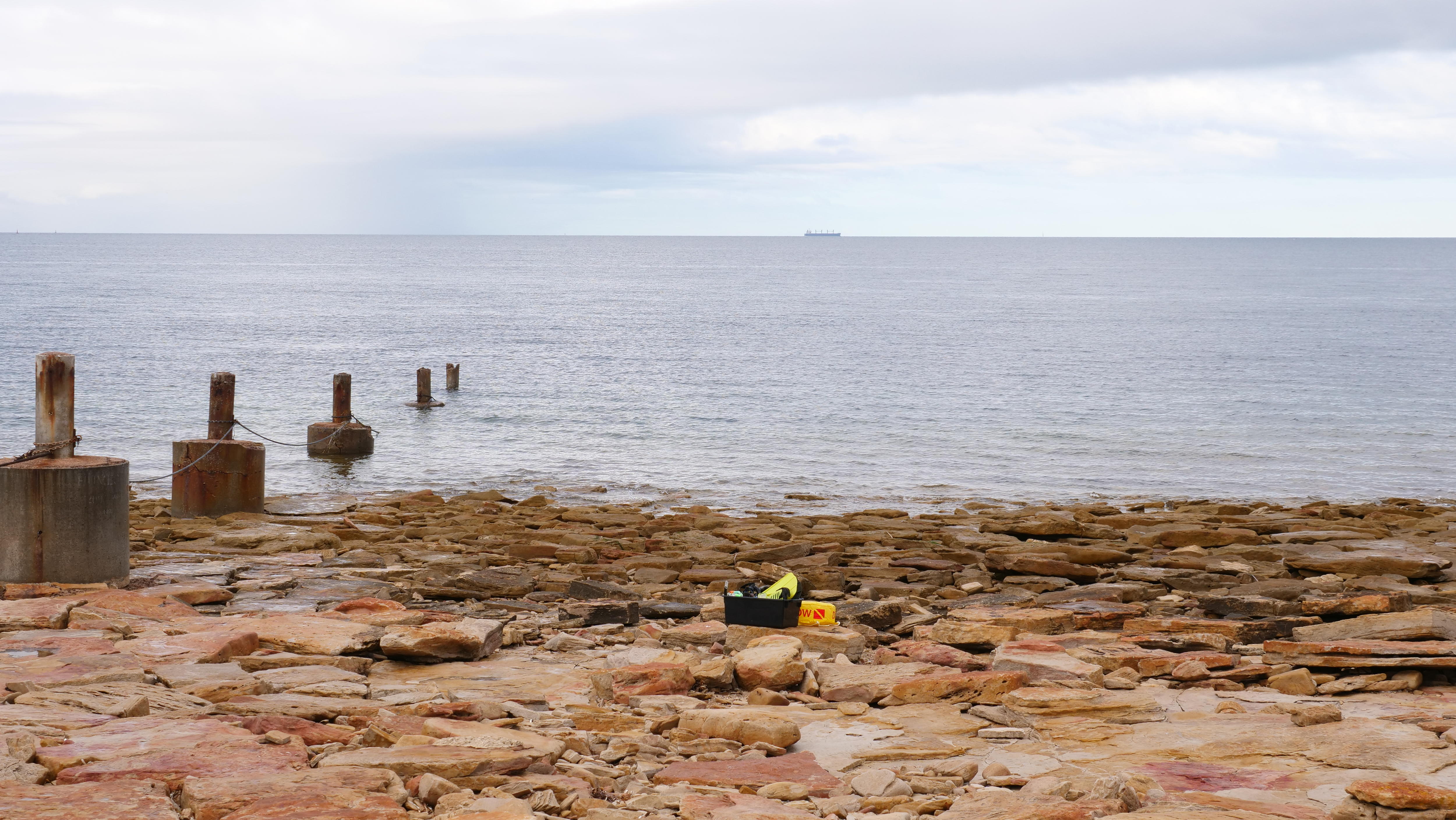 All eyes on Whyalla's spectacular cuttlefish aggregation, as numbers ...