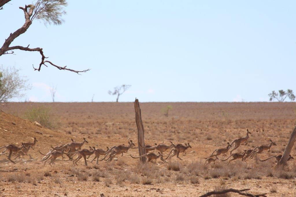 Kangaroo population explodes in western Queensland, damages grazing ...
