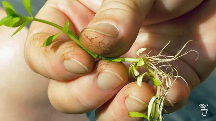 Waterlogged Soil - Gardening Australia