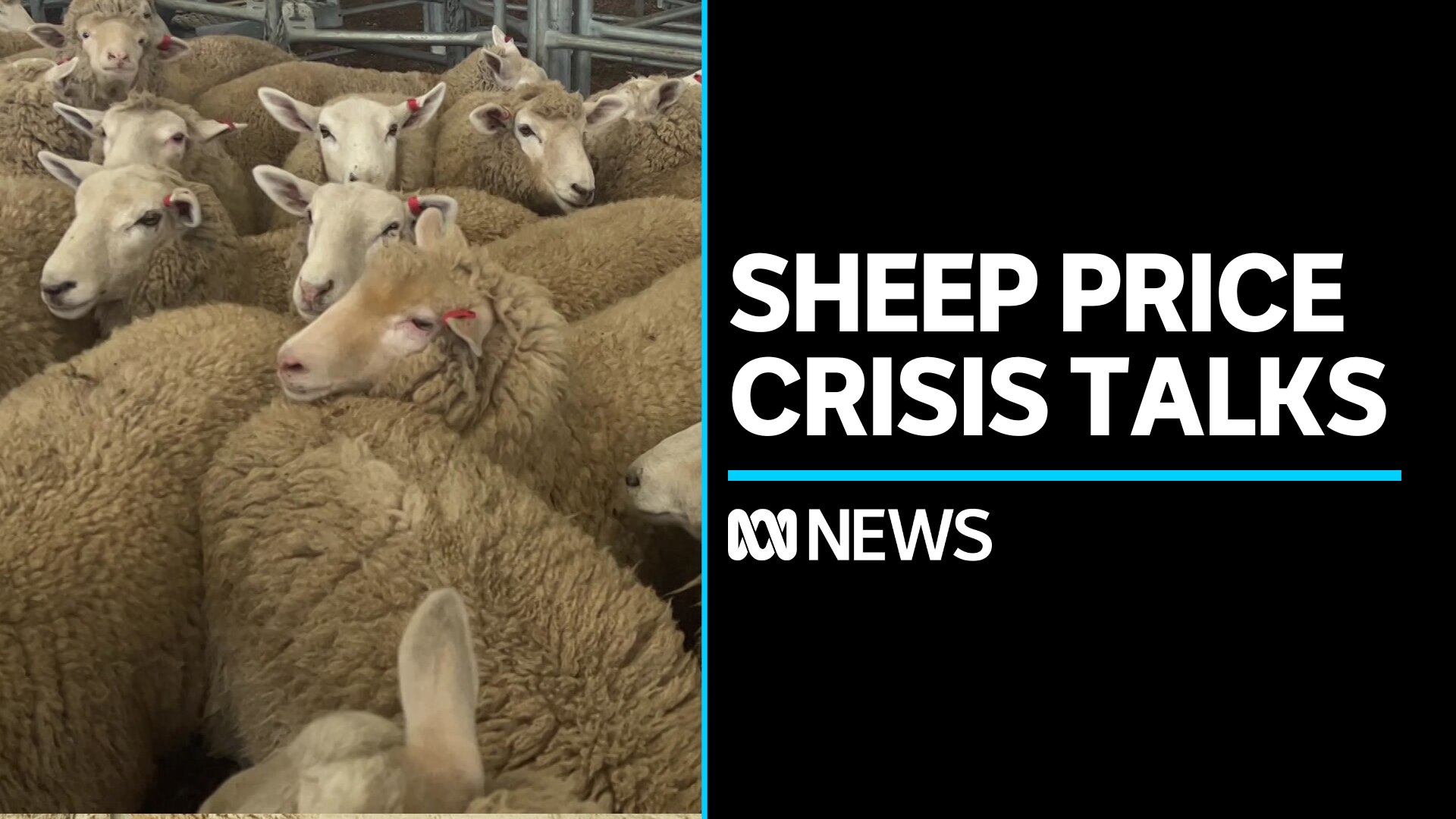 Crisis talks to discuss the dramatic drop in sheep prices paid to ...
