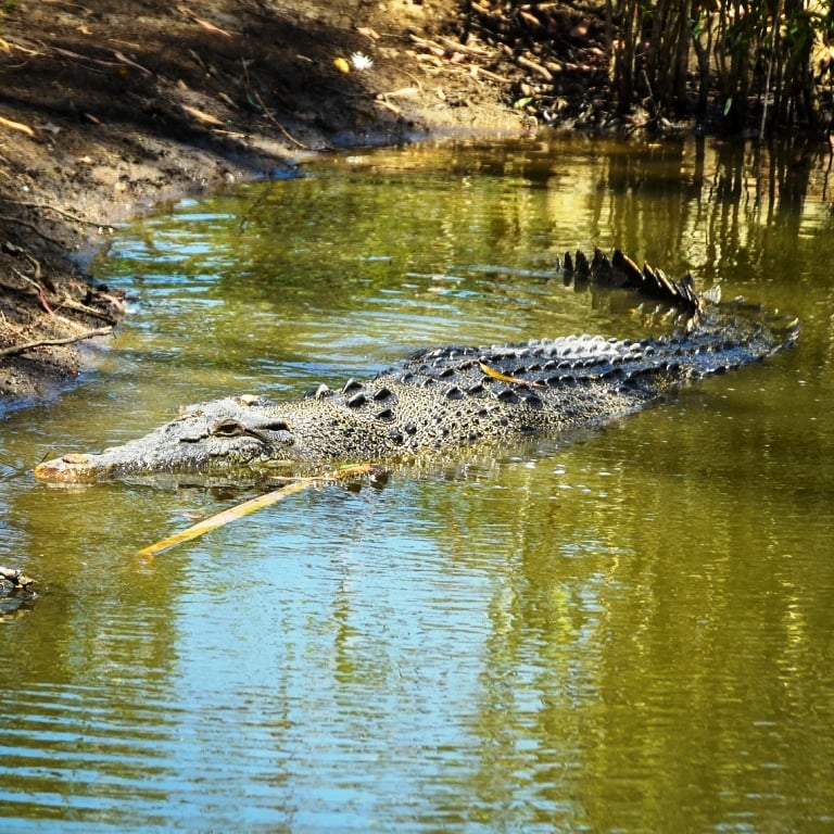 Saltwater crocodile Dynamo escapes enclosure at north Queensland ...
