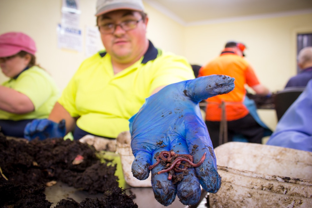 These workers pick worms from pig poo for fishing bait — will this job ...