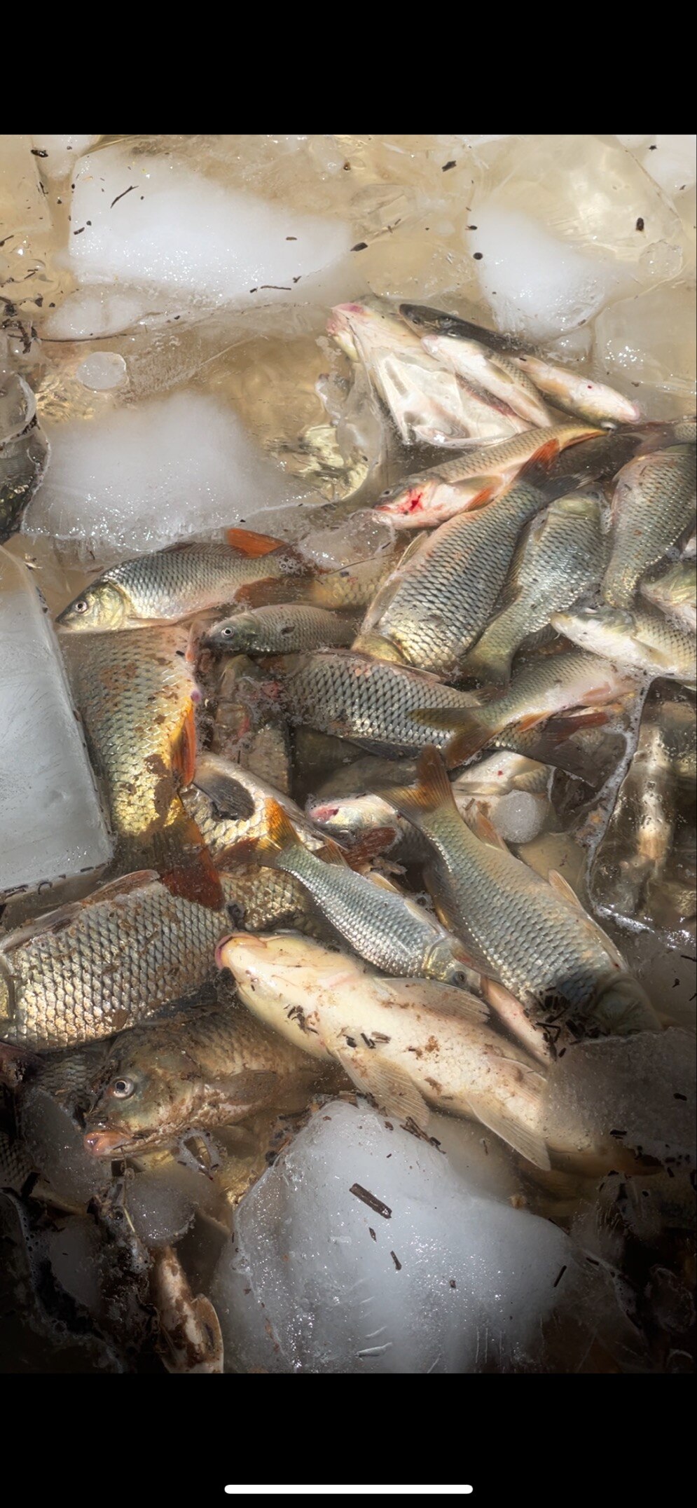 Fishers catch up to 18,000 carp as flooded Murray-Darling Basin sees ...