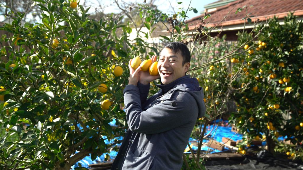 How to pick a perfect lemon - ABC News