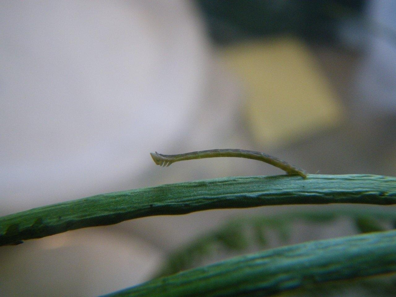 Science turns to weapons of moth destruction - ABC News