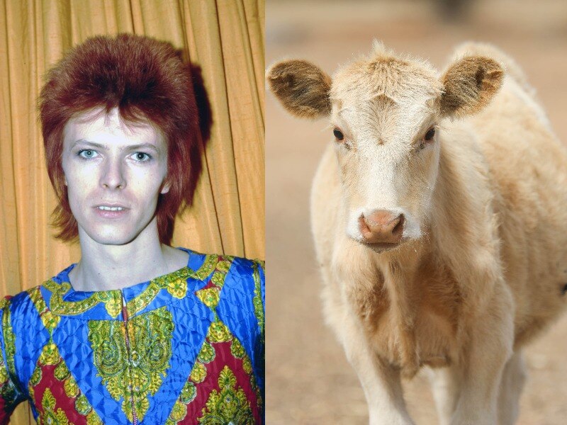 WA violinist Robert Zielinski records album Kiangardarup – The Torbay ...