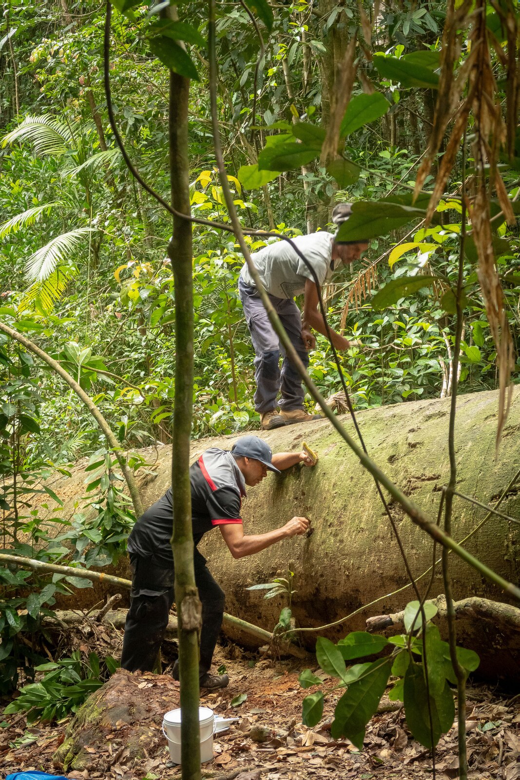 Photogrammetry saves ancient Indigenous dendroglyph in a far north ...