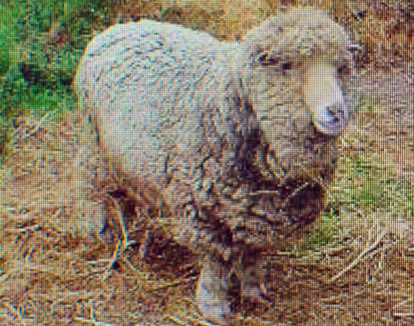 Big sleep for Lucky sheep - ABC News