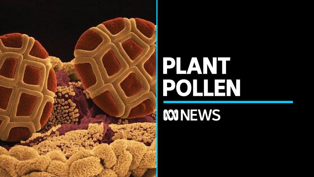 Pollen used as historical map of area's history - ABC News