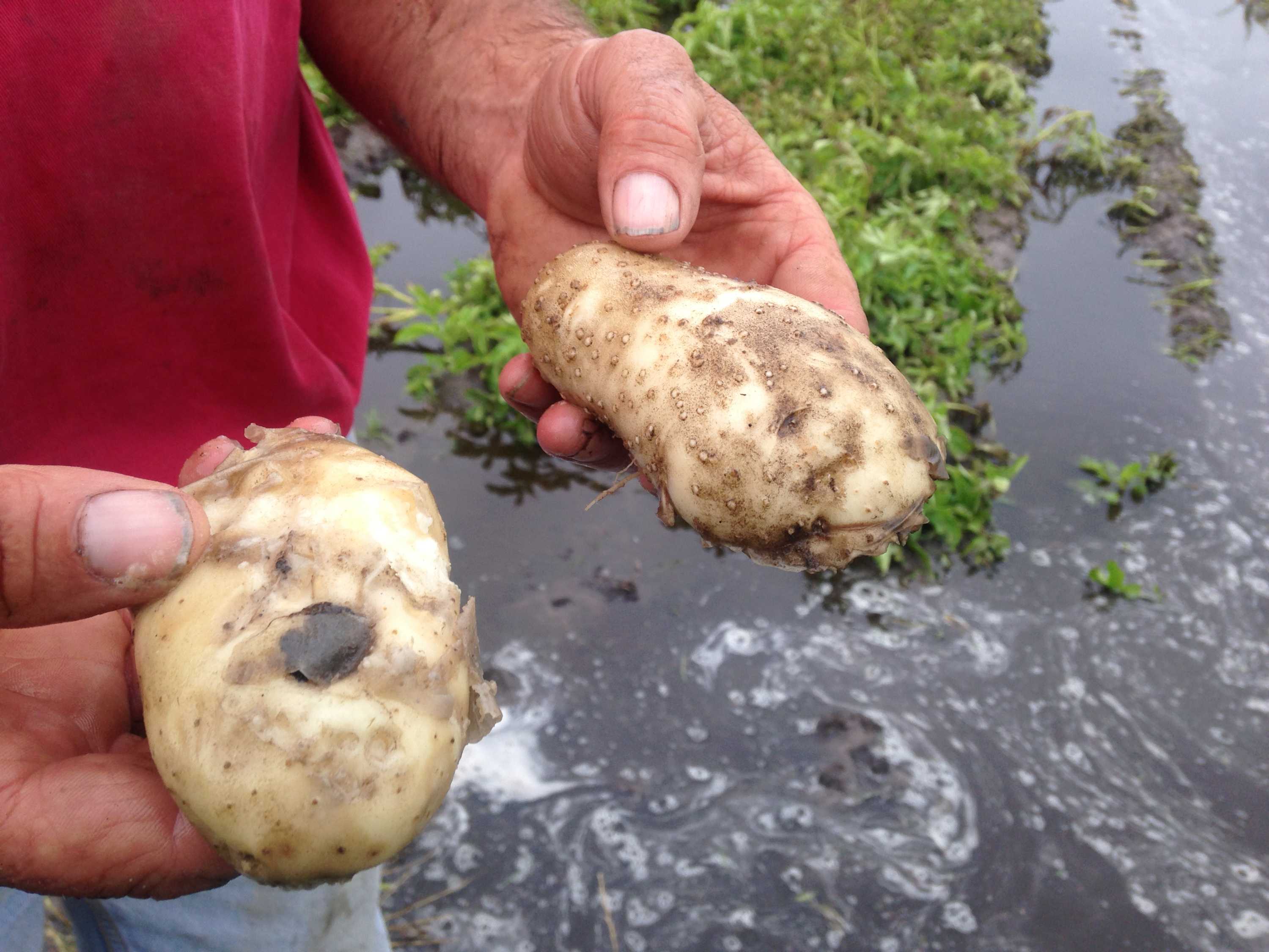 Freak rain events drown a thousand tonnes of SA farmer's potatoes - ABC ...