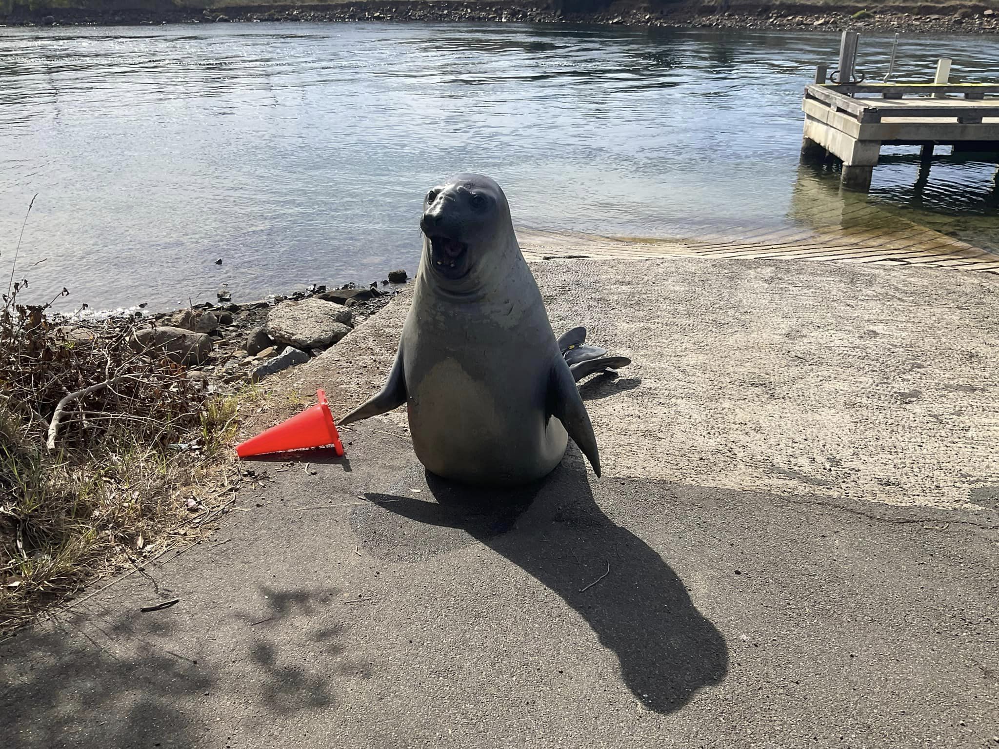 Who is Neil the seal — and why is his Instagram, TikTok and Facebook ...
