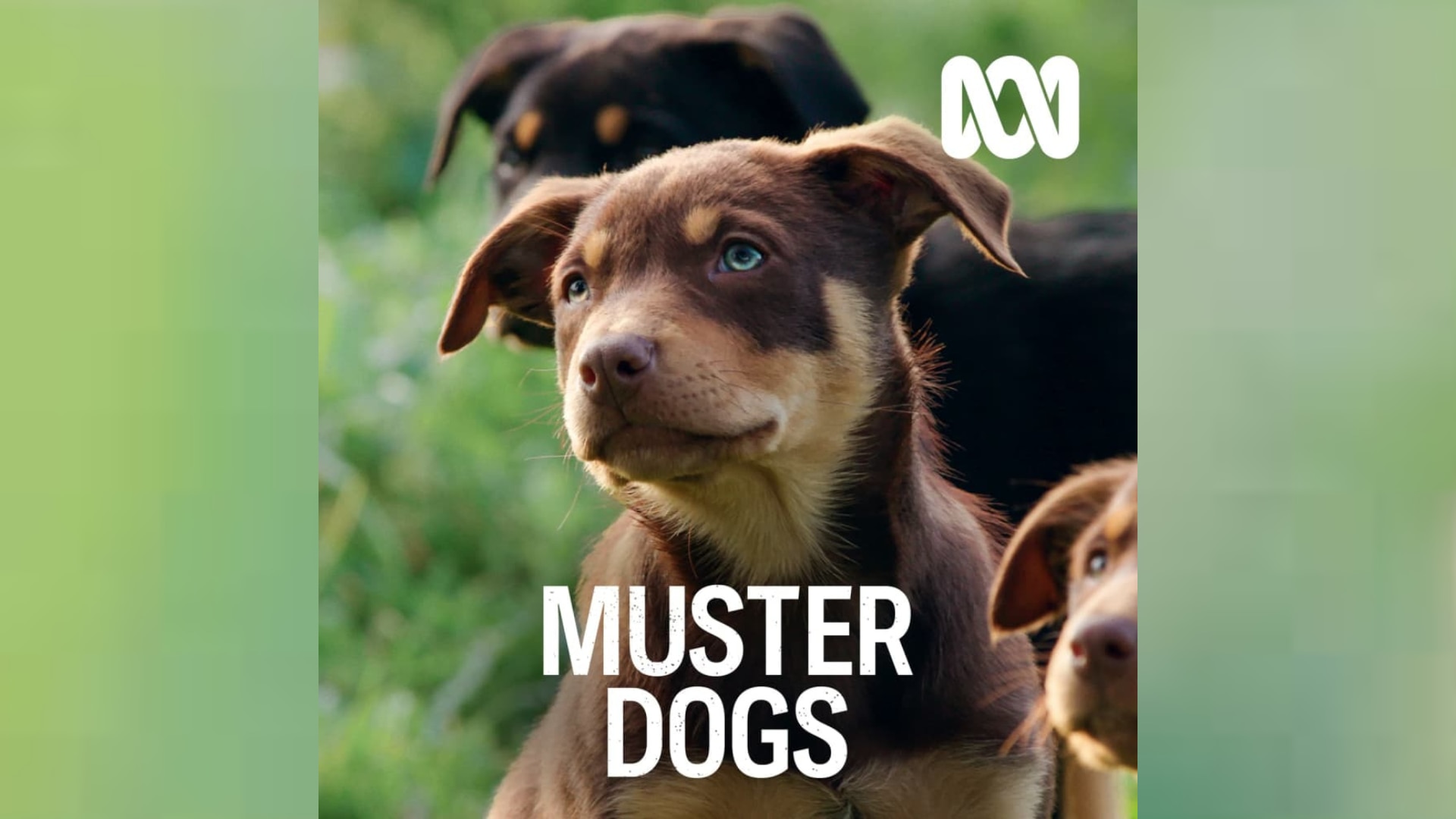 ABC Muster Dogs Product Range - ABC Shop