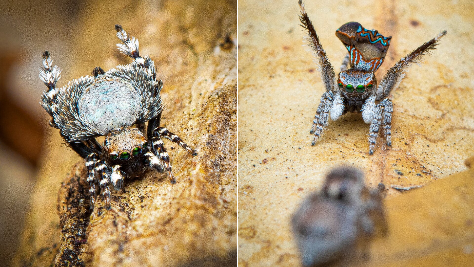 Two new species of peacock spiders discovered in Western Australia ...