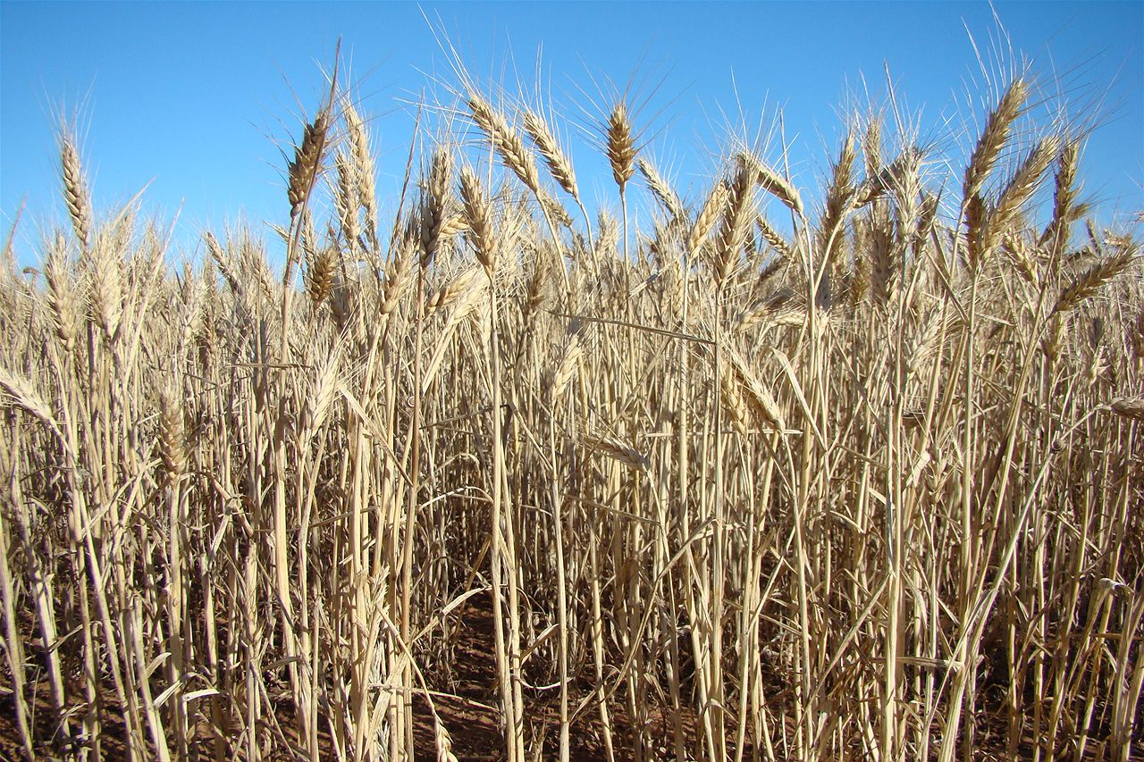 Big boost in wheat yields needed, says CSIRO - ABC News