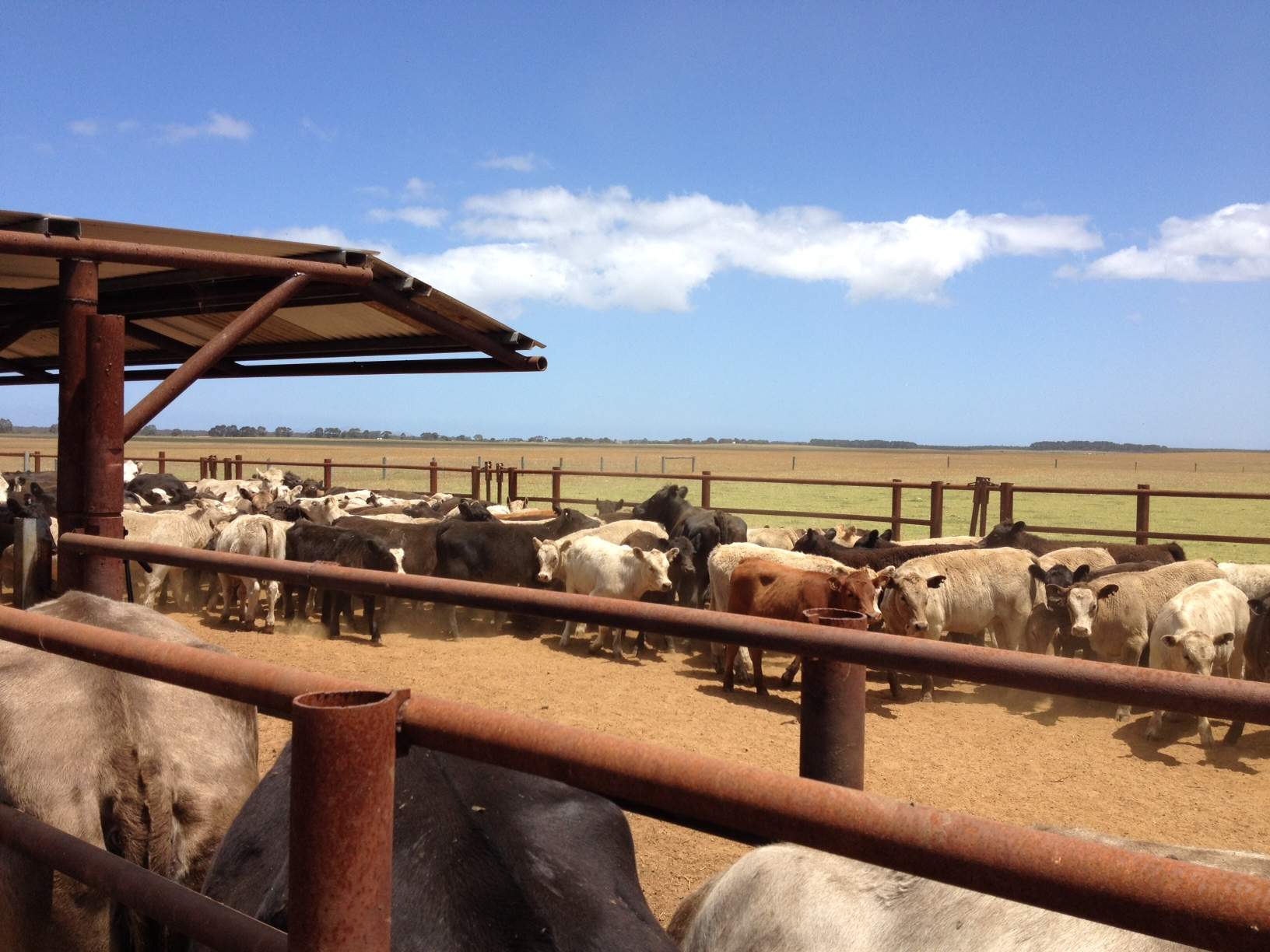 WA beef industry welcomes news of higher prices - ABC News