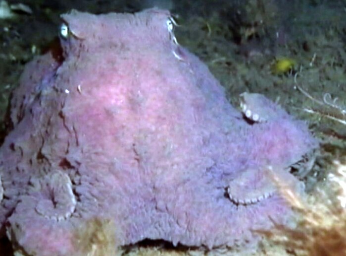 Blue blood may protect Antarctic octopuses from climate change ...