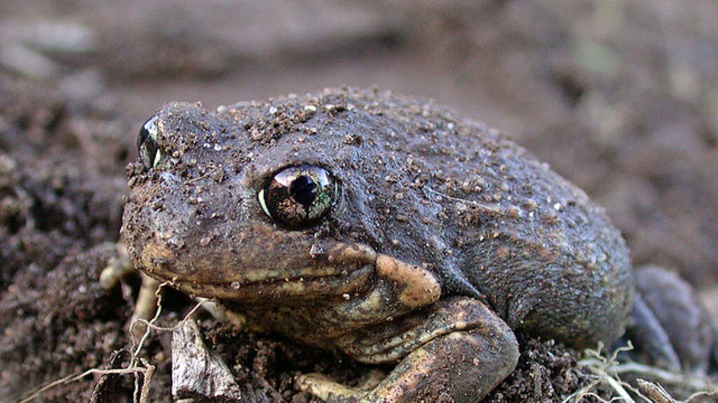 Banjo frog - ABC News