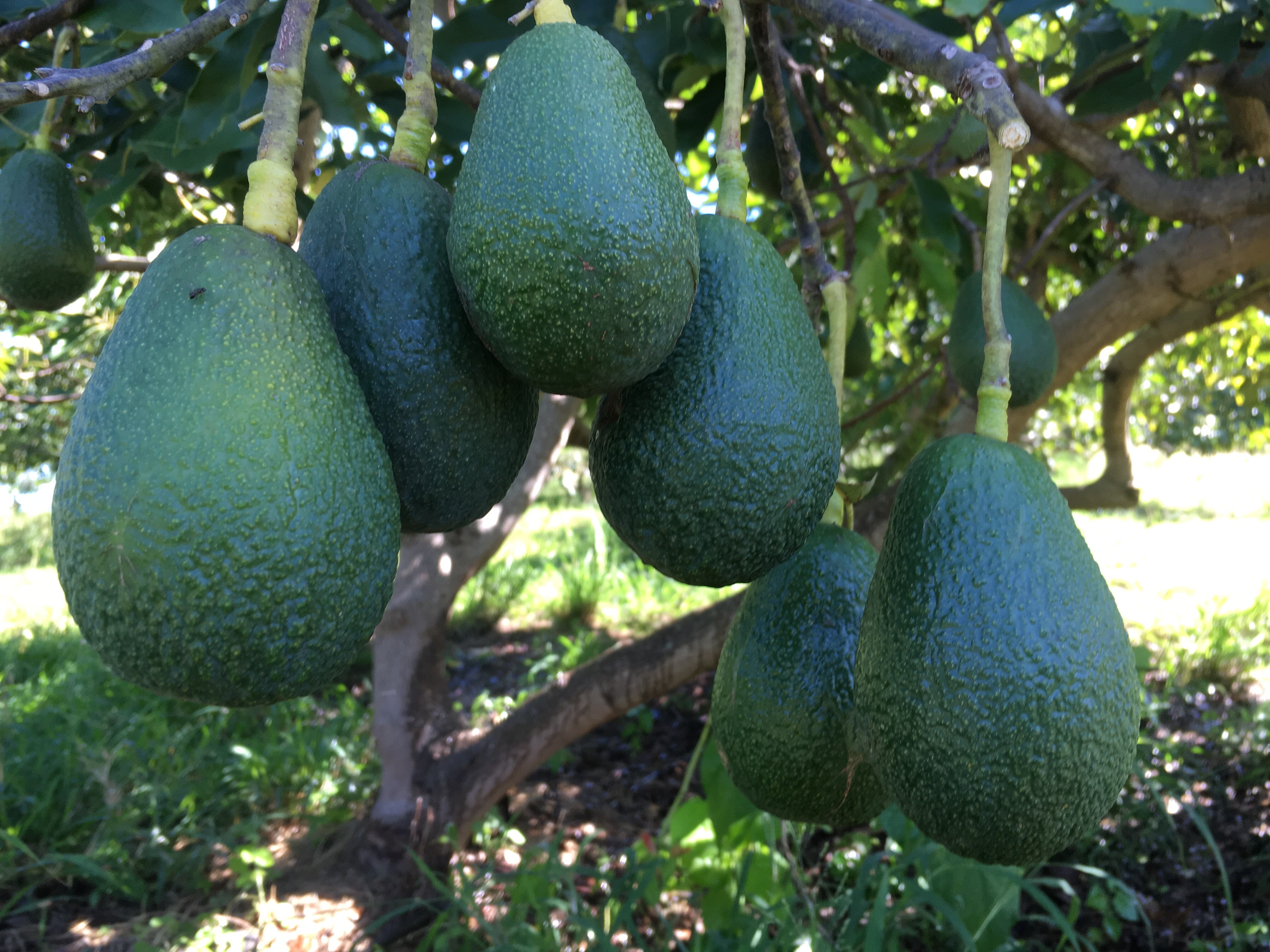 Breakthrough technology to stop processed avocados browning - ABC News
