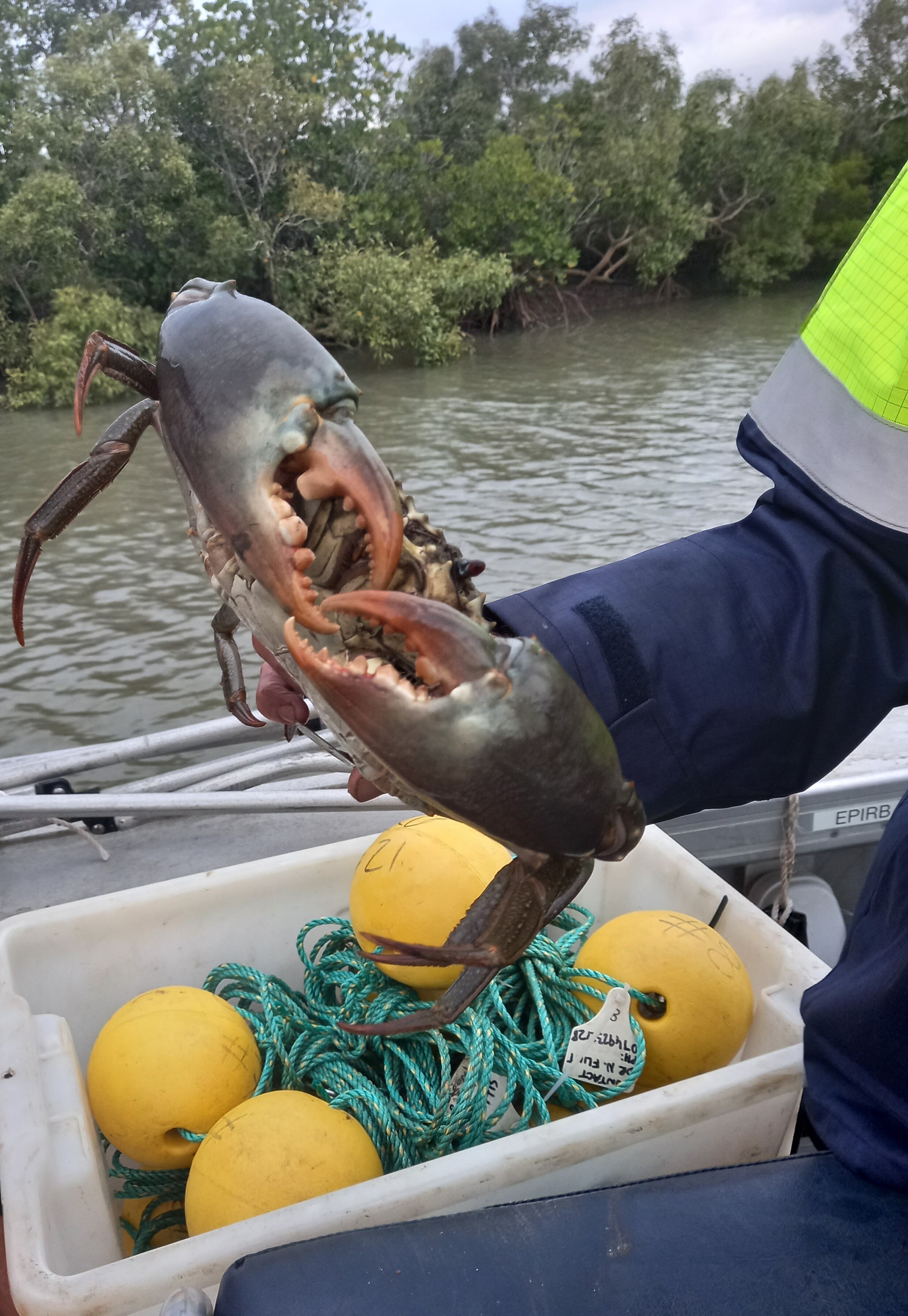 Mud crab numbers grow, as Queensland study reveals their secret lives ...