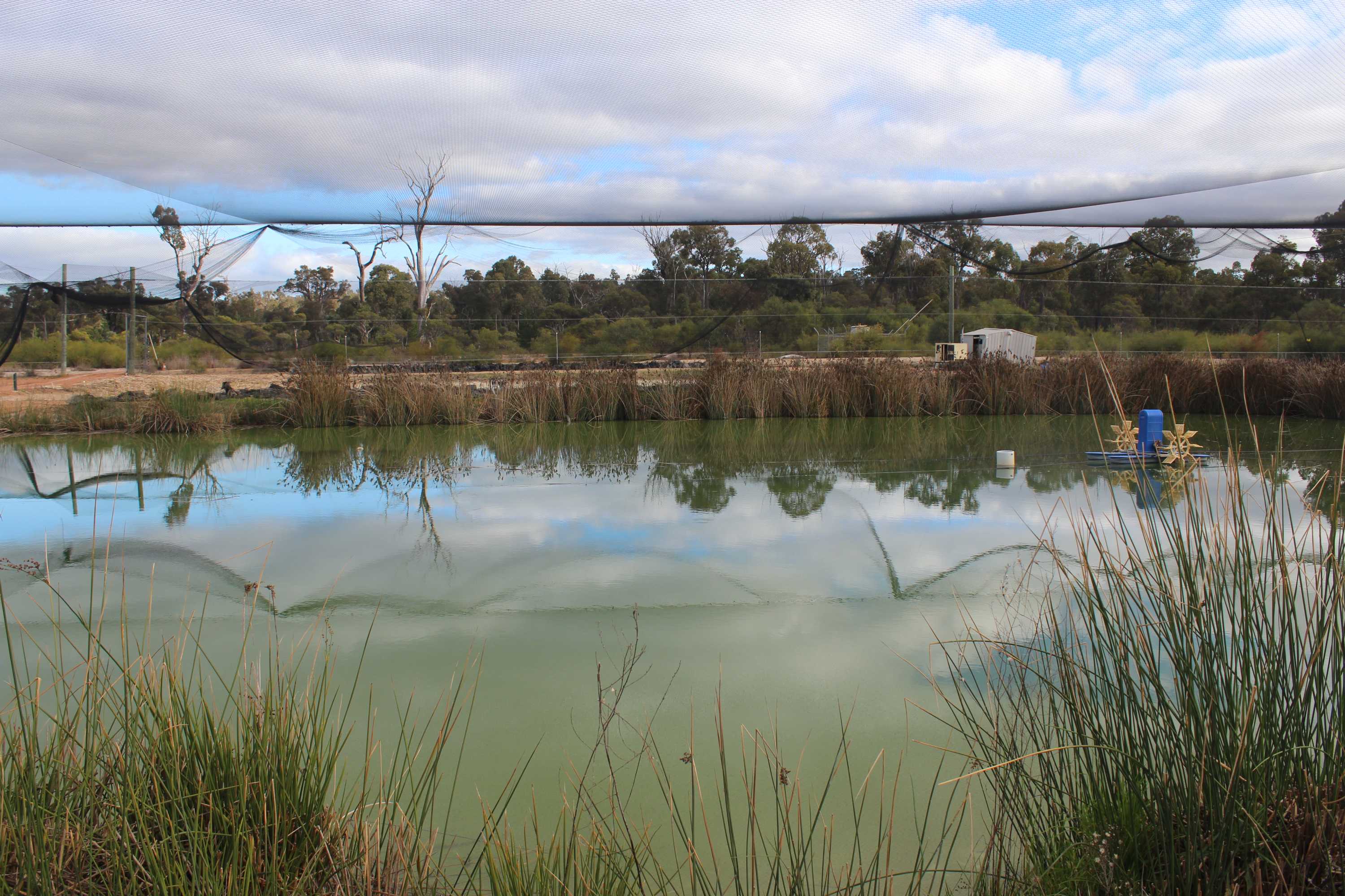Marron farm generates work for Aboriginal community - ABC News