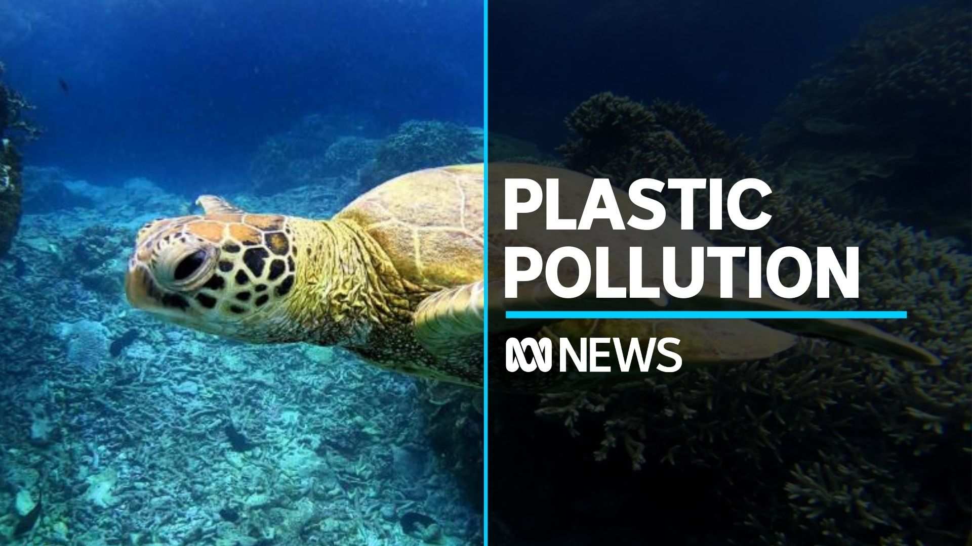 Turtles tested to tell whether ban on plastics working - ABC News