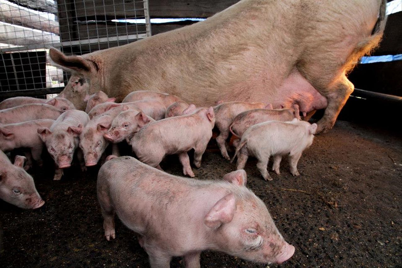 Porky pig family hams it up - ABC News