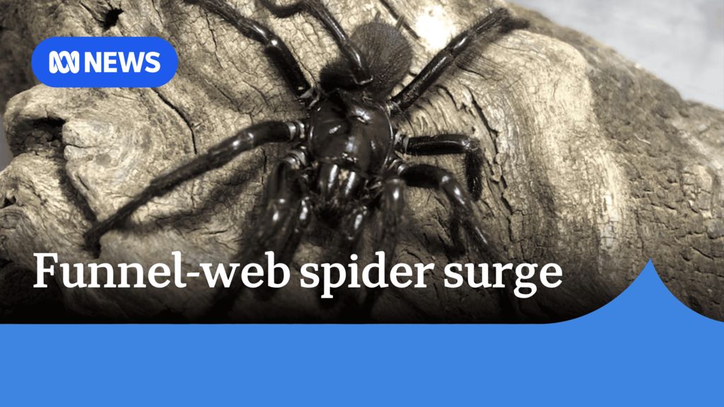 Sydney expected to see surge in highly toxic funnel-web spiders - ABC News