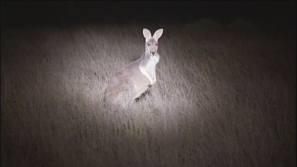 A night out with the last of the kangaroo shooters - ABC News