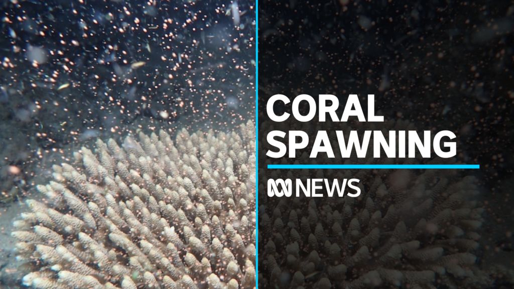 Scientists and traditional owners team up to spawn corals on Great ...