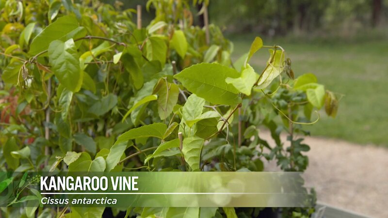 Aussie Indoors - Gardening Australia