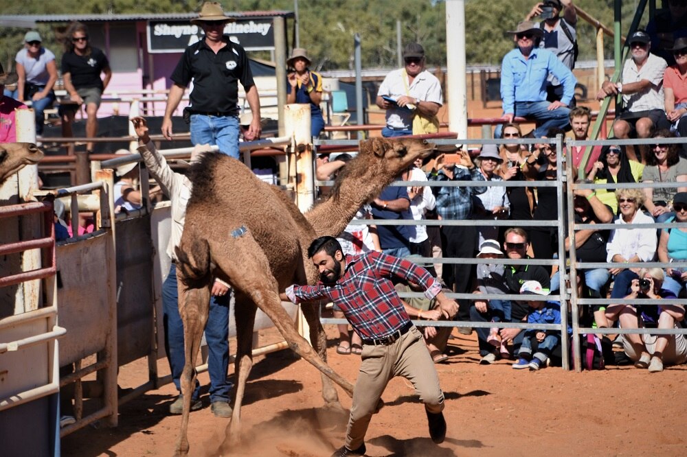 Boulia Camel Races sees thousands of tourists hump it to outback town ...