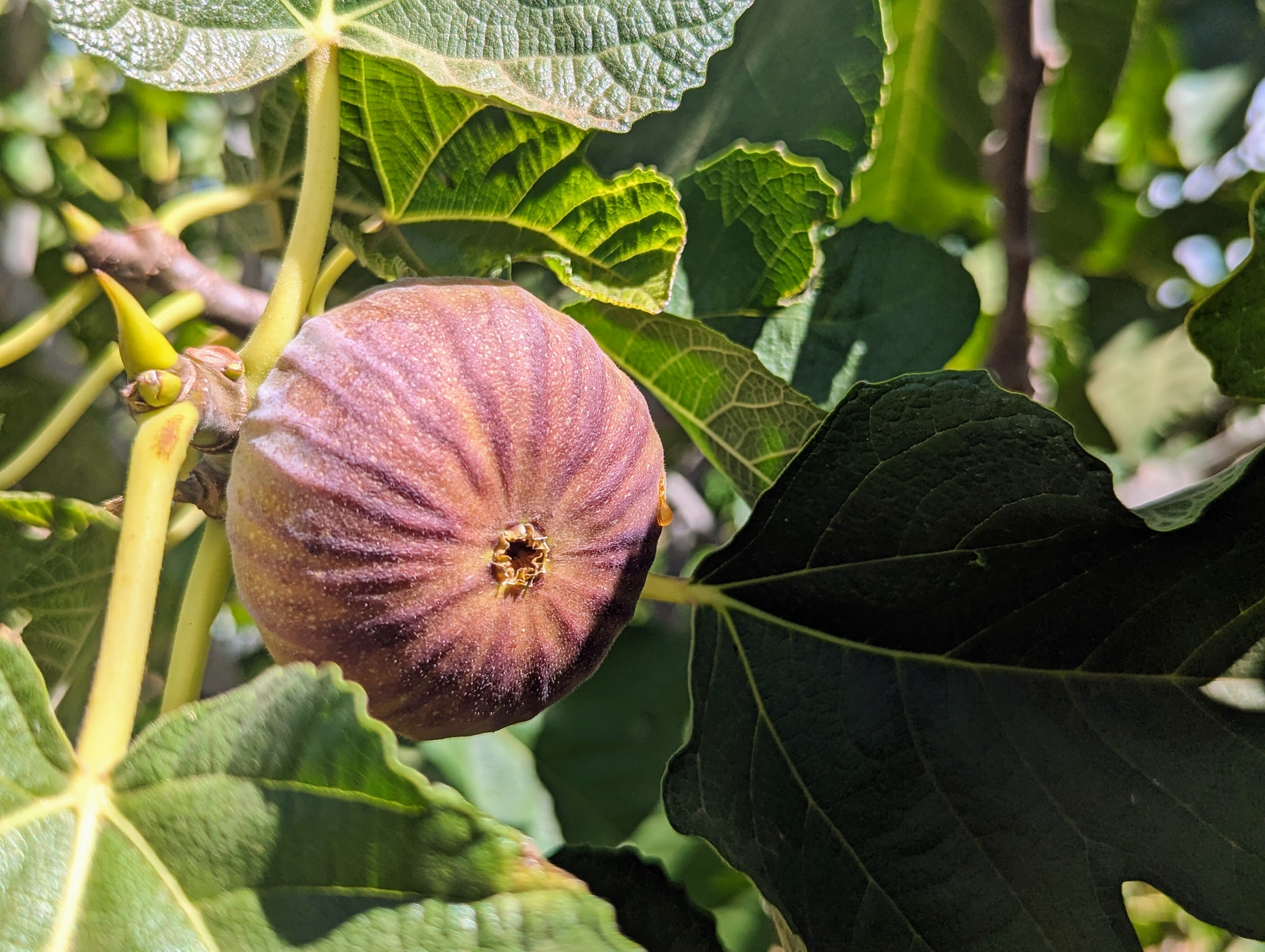 Fig prices drop amid strong season in South Australia's Riverland - ABC ...