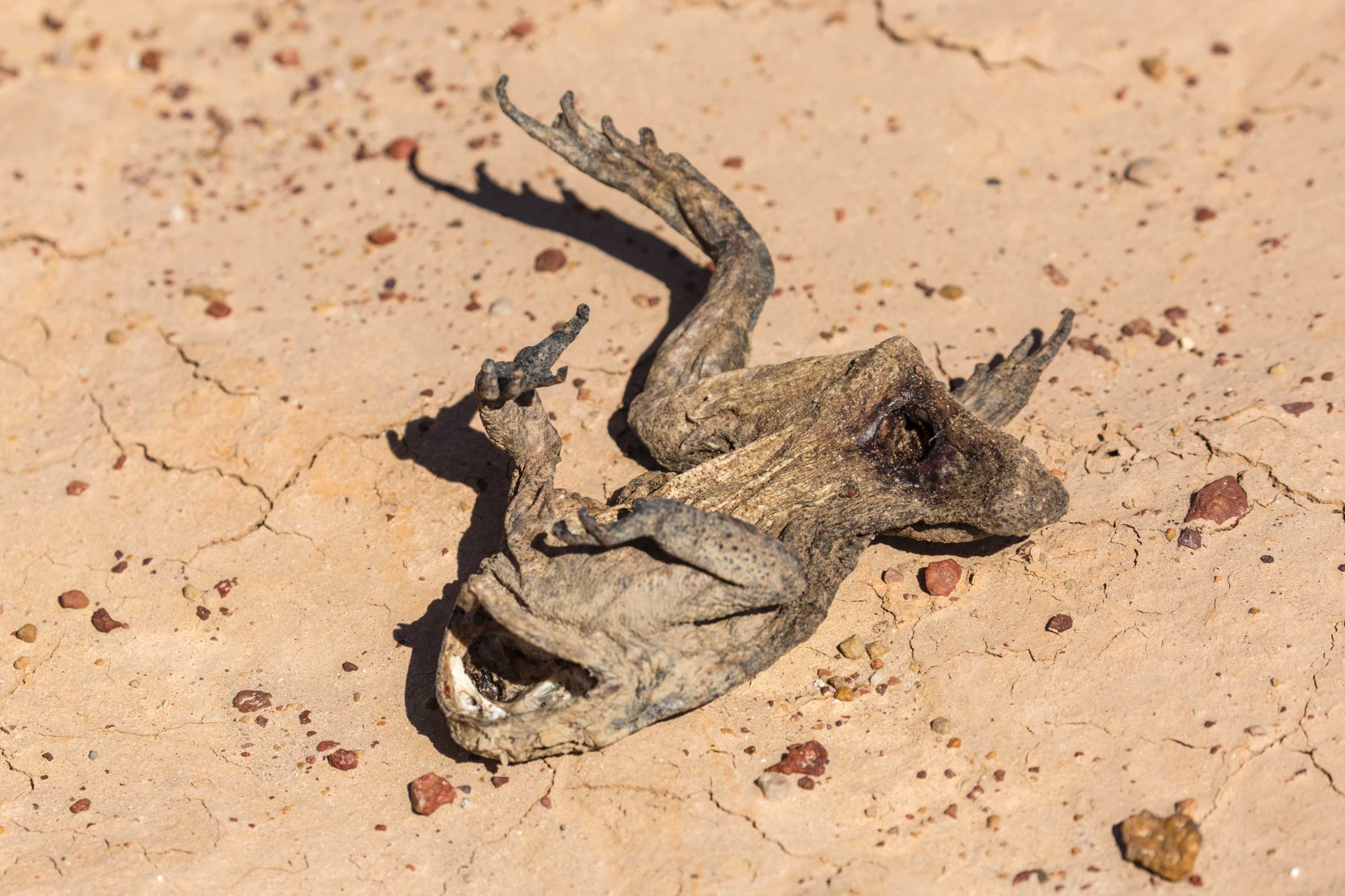 Hit the frog and toad - ABC Radio National