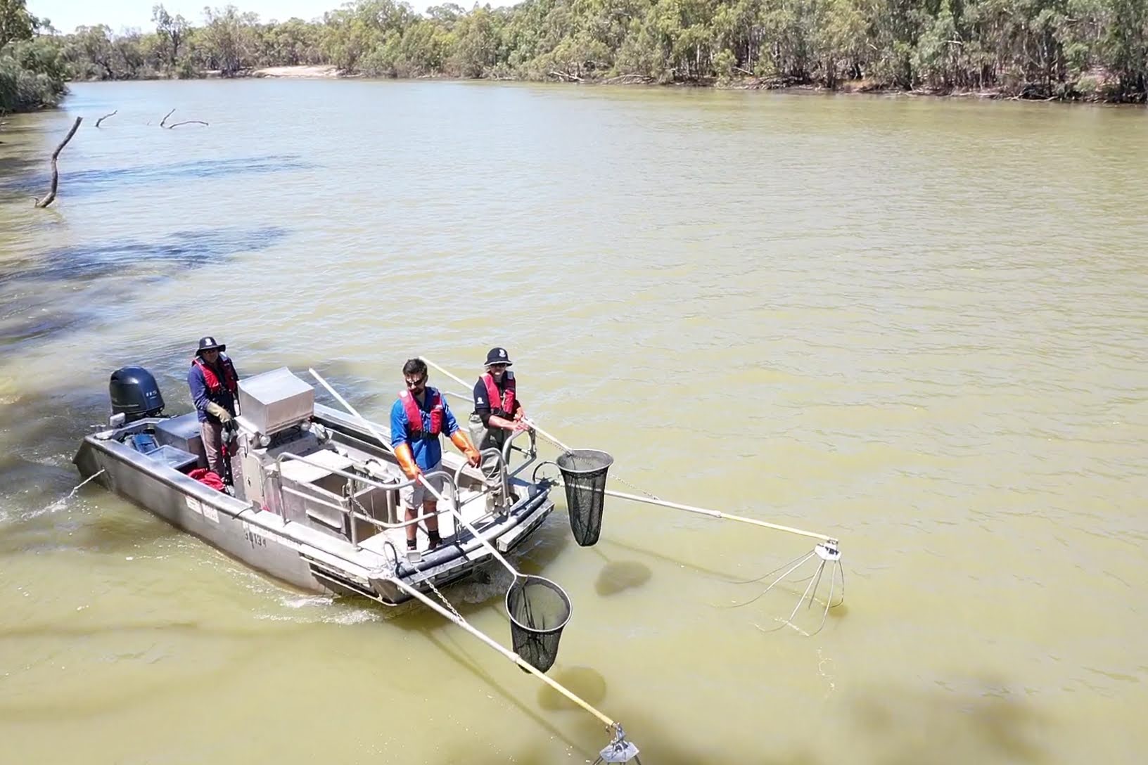 Fast-flowing Murray River creates perfect spawning conditions for ...