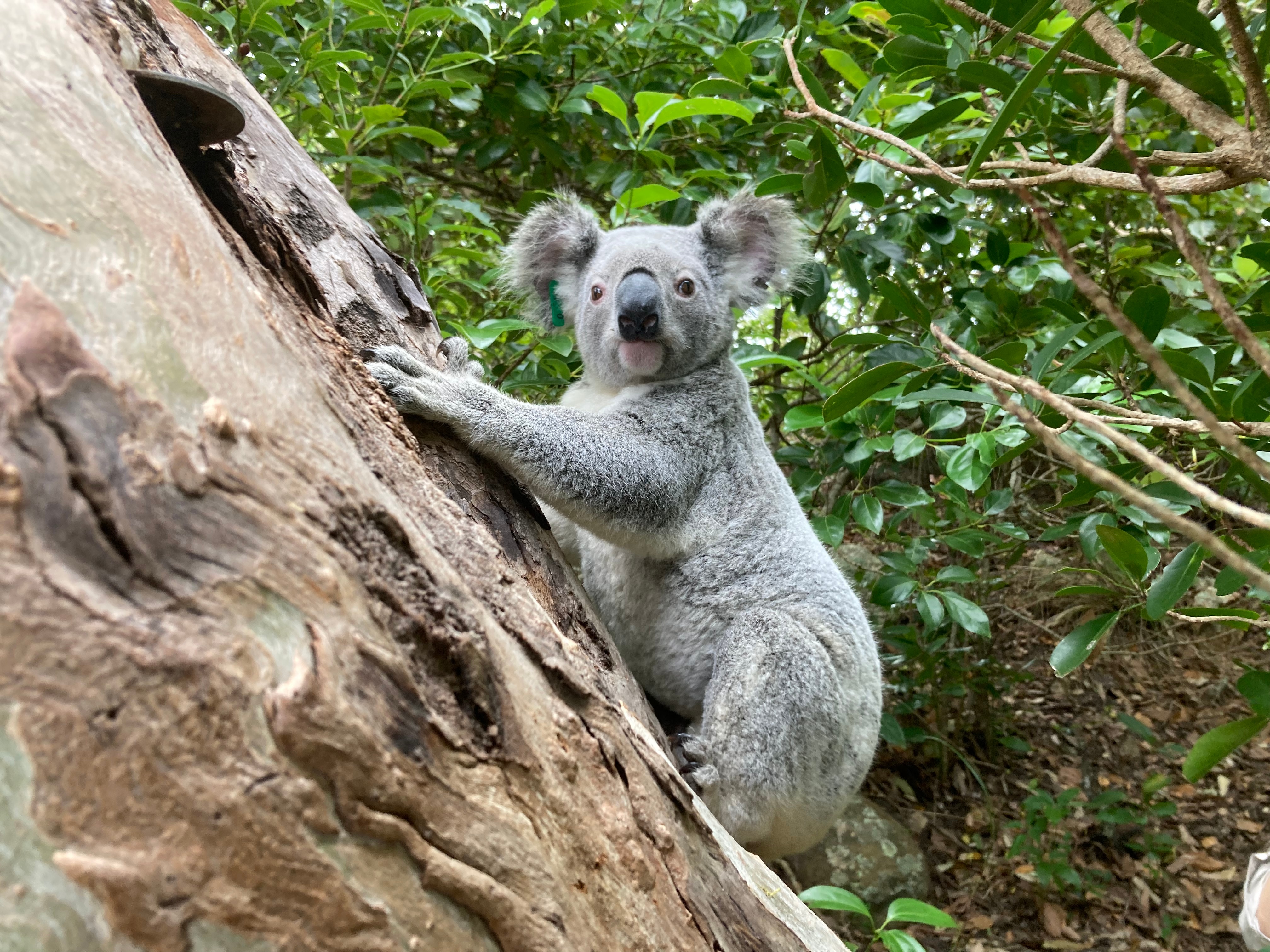 Koala population on St Bee's island draws scientists to study ...
