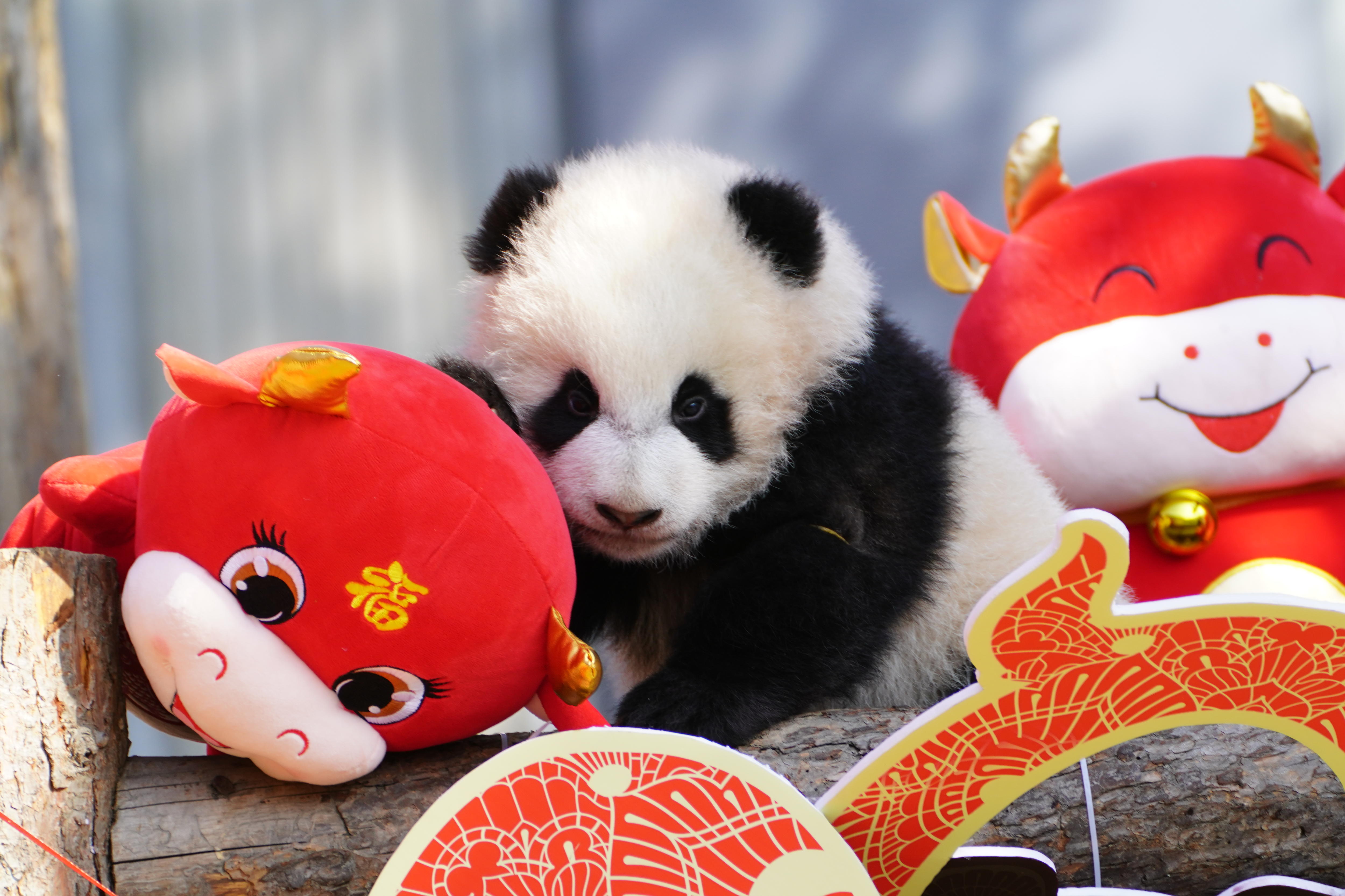 Panda politics: What does China really want from Australia? - ABC listen