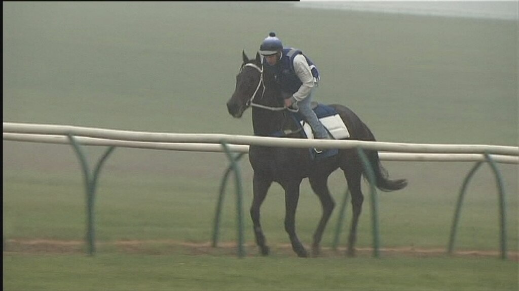 Black Caviar trains before Royal Ascot race - ABC News