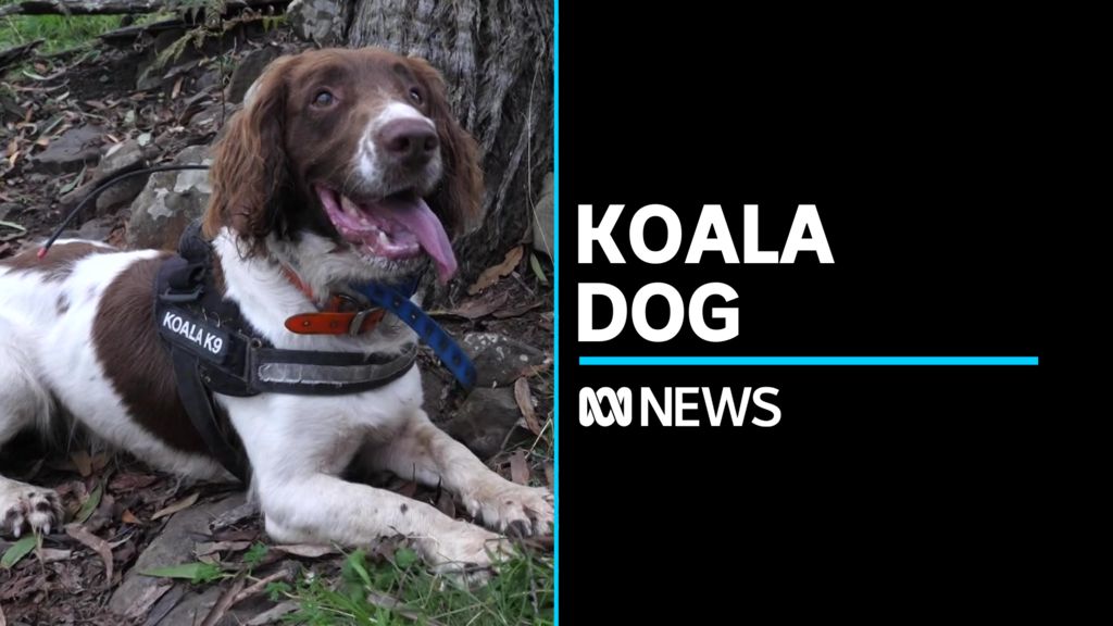 Dogs used to help identify koala populations - ABC News