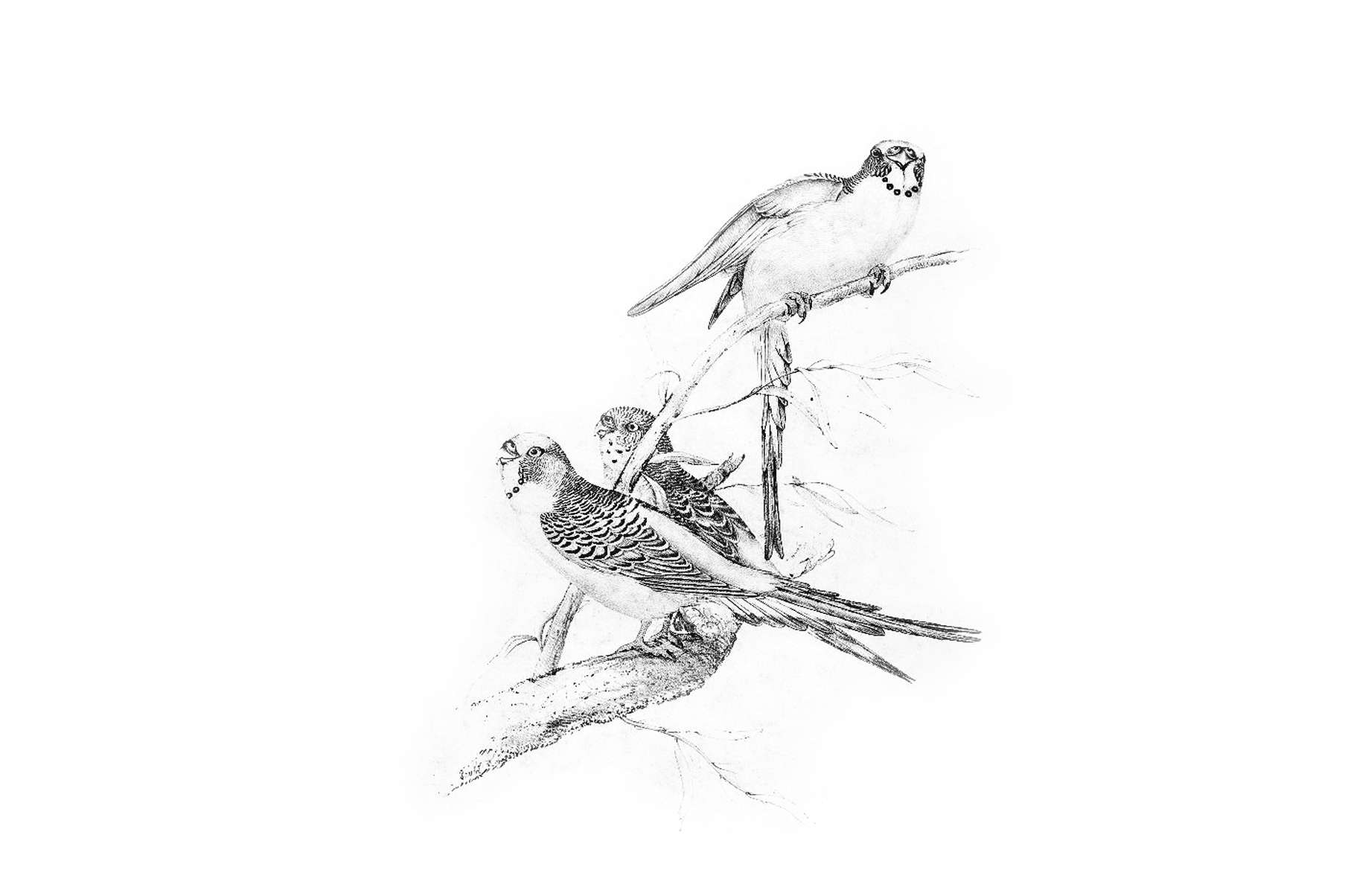 Elizabeth Gould, illustrator of Birds of Australia, brought out of her ...