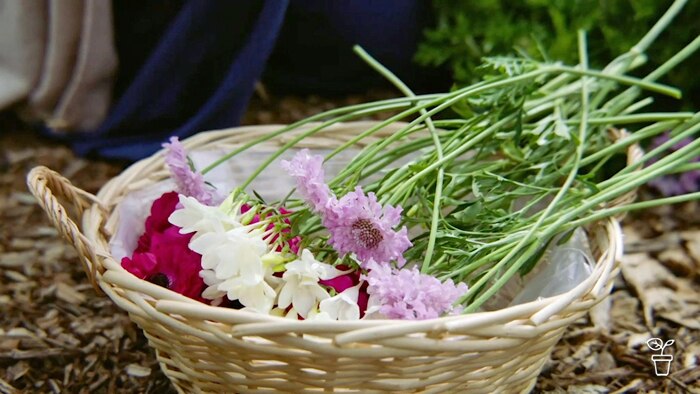 My Garden Path - Millie Ross - Gardening Australia